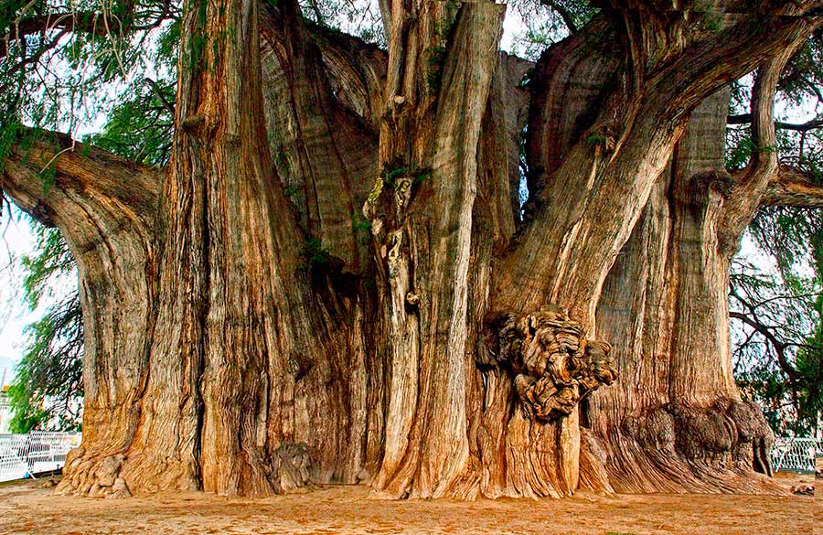 arbol-del-tule-oaxaca-viajero-3 — BubuCoca
